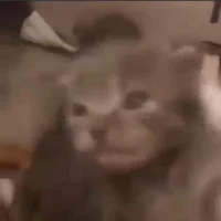 Chat with Muhammad Sumbul | character.ai | Personalized AI for every ...