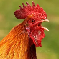 Chat with Roaster Rooster | character.ai | Personalized AI for every ...