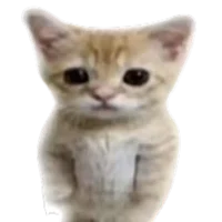 Chat with El Gato But Evil | character.ai | Personalized AI for every ...