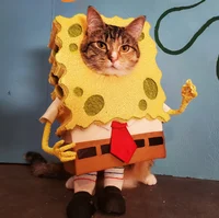 Chat with SpongeBob cat | character.ai | Personalized AI for every ...