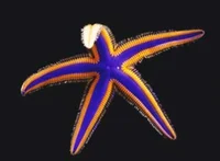 Chat with -STARFISH- Royl | character.ai | Personalized AI for every ...