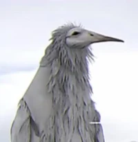 Chat with The Bird of 2027 | character.ai | Personalized AI for every ...