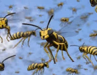 Chat with A swarm of wasps | character.ai | Personalized AI for every ...