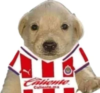 Chat with Fransua | character.ai | Personalized AI for every moment of ...