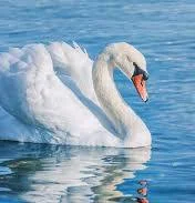 Chat with The evening swan | character.ai | Personalized AI for every ...