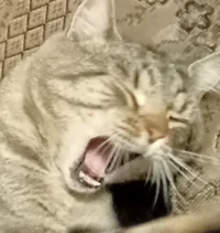 Chat with Catty | character.ai | Personalized AI for every moment of ...