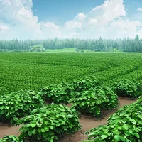 Chat with Potato Farm | character.ai | Personalized AI for every moment ...
