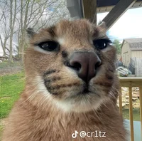 character.ai | Personalized AI for every moment of your day