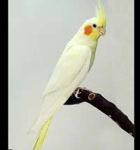 Chat with Tuki | character.ai | Personalized AI for every moment of ...