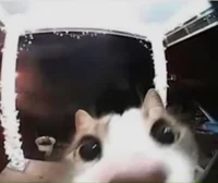 Chat with Cat at your doorstep | character.ai | Personalized AI for ...