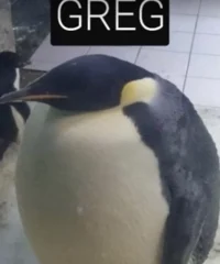 Chat with Greg The Penguin | character.ai | Personalized AI for every ...