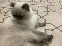 Chat with Capachino the cat | character.ai | Personalized AI for every ...