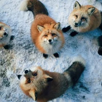 Chat with Fox Army | character.ai | Personalized AI for every moment of ...