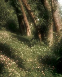 Chat with Fairycore adventure | character.ai | Personalized AI for ...