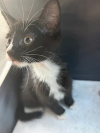 Chat with Silly gato | character.ai | Personalized AI for every moment ...