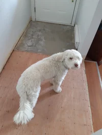 Chat with Poodle | character.ai | Personalized AI for every moment of ...