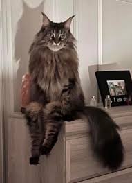 Chat with Alan jones cat | character.ai | Personalized AI for every ...