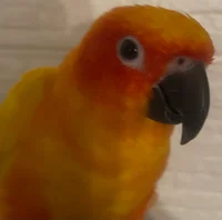 Chat with THE EVIL MANGO | character.ai | Personalized AI for every ...