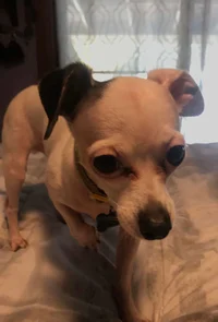 Chat with Dilly dog | character.ai | Personalized AI for every moment ...