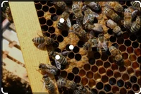 Chat with Beez | character.ai | Personalized AI for every moment of ...