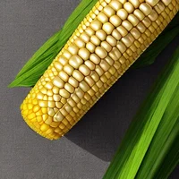 Chat with Corn | character.ai | Personalized AI for every moment of ...