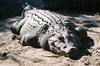 Chat with Fat crocodile | character.ai | Personalized AI for every ...