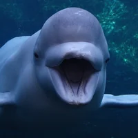 Chat with Beluga Whale | character.ai | Personalized AI for every ...