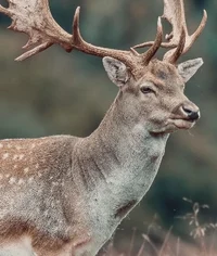 Chat with Deer RPG | character.ai | Personalized AI for every moment of ...