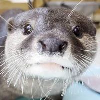 Chat with Uitan | character.ai | Personalized AI for every moment of ...