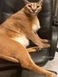 Chat with Fatass floppa | character.ai | Personalized AI for every ...