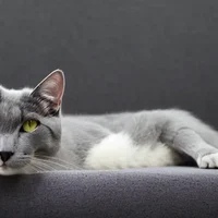 Chat with Kilo | character.ai | Personalized AI for every moment of ...