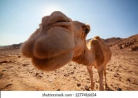 Chat with Archie | character.ai | Personalized AI for every moment of ...