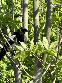 Chat with Wise Crow | character.ai | Personalized AI for every moment ...