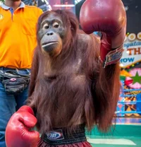 Chat with Billy the boxer | character.ai | Personalized AI for every ...