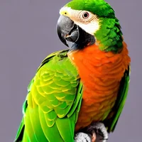 Chat with Conure | character.ai | Personalized AI for every moment of ...