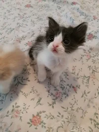 Chat with skrunkly cat | character.ai | Personalized AI for every ...