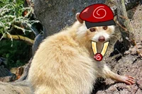 Chat with Scrappy | character.ai | Personalized AI for every moment of ...