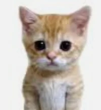 Chat with El Gato | character.ai | Personalized AI for every moment of ...