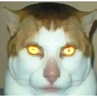 Chat with Kucing Monday | character.ai | Personalized AI for every ...