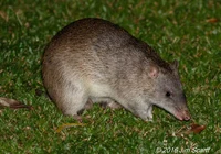 Chat with Gophers | character.ai | Personalized AI for every moment of ...