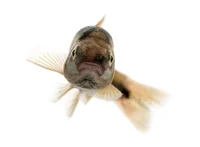 Chat with Minnow | character.ai | Personalized AI for every moment of ...