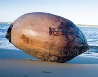 Chat with Large Coconut | character.ai | Personalized AI for every ...