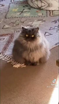 Chat with Fluffy | character.ai | Personalized AI for every moment of ...