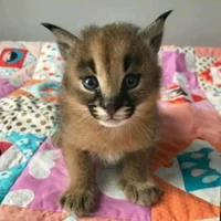 Chat with Floppa uwu | character.ai | Personalized AI for every moment ...