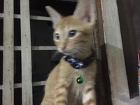 Chat with HS Girlfriend | character.ai | Personalized AI for every ...