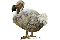 Chat with Dodo | character.ai | Personalized AI for every moment of ...