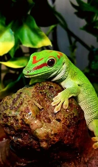 Chat with Day gecko | character.ai | Personalized AI for every moment ...