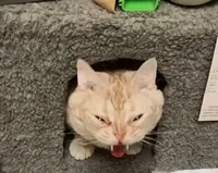 Chat with The coughing cat | character.ai | Personalized AI for every ...