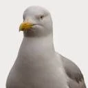 Chat with Blixemi | character.ai | Personalized AI for every moment of ...