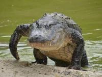 Chat with Florida Gator | character.ai | Personalized AI for every ...